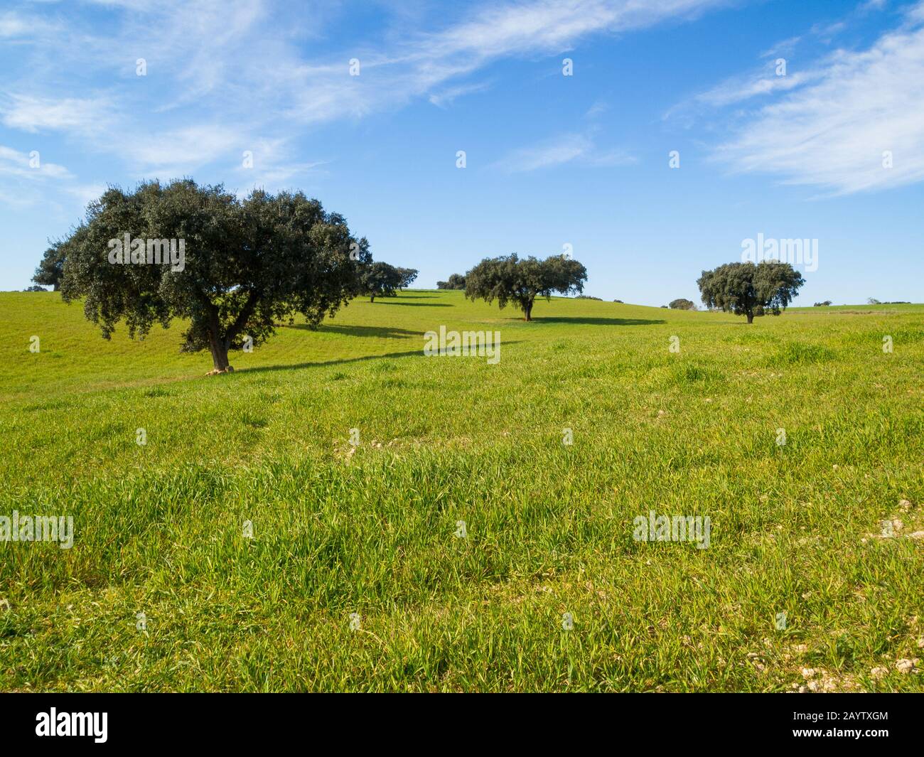 Landscape of the alentejo plains with grasslands and montado Stock ...