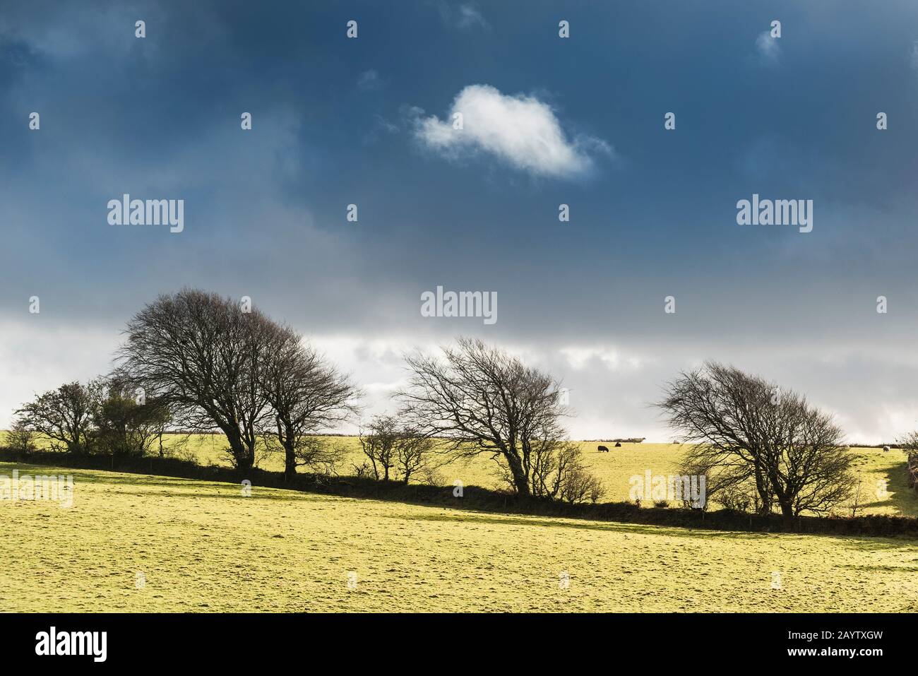 Trees growing along a hedgerow in Cornwall Stock Photo - Alamy