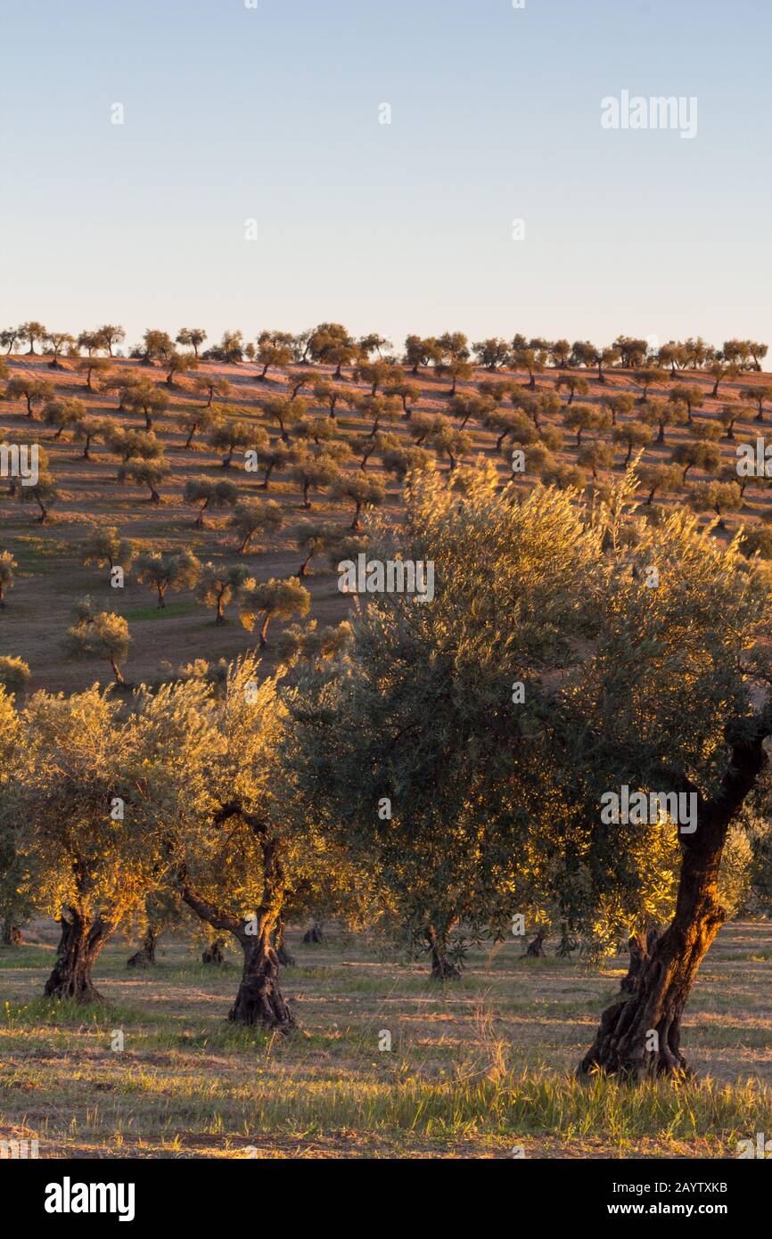 Olive grove landscape in Portugal Stock Photo - Alamy