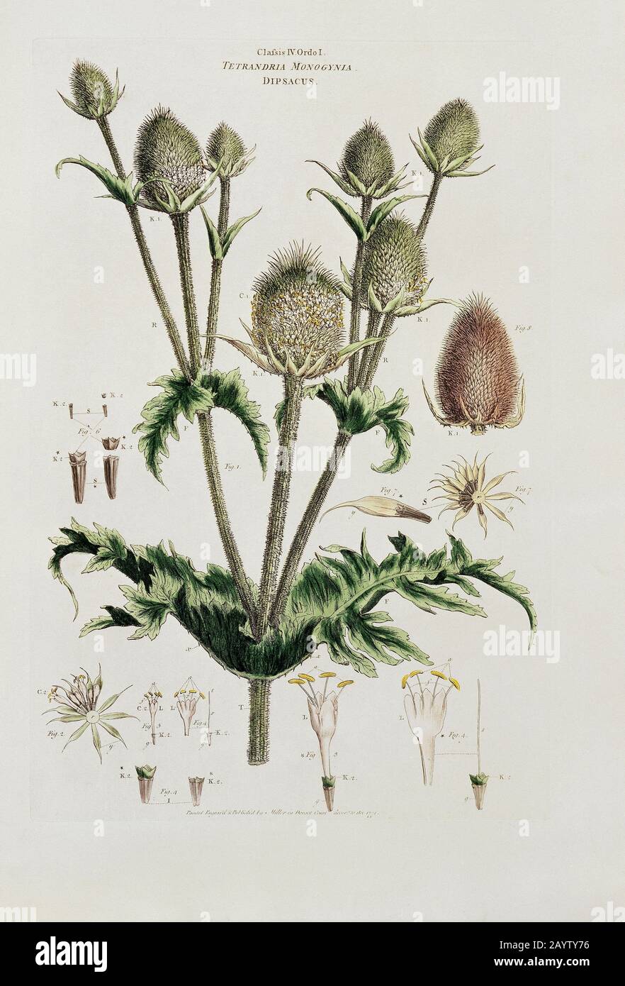 Tetrandria hi-res stock photography and images - Alamy