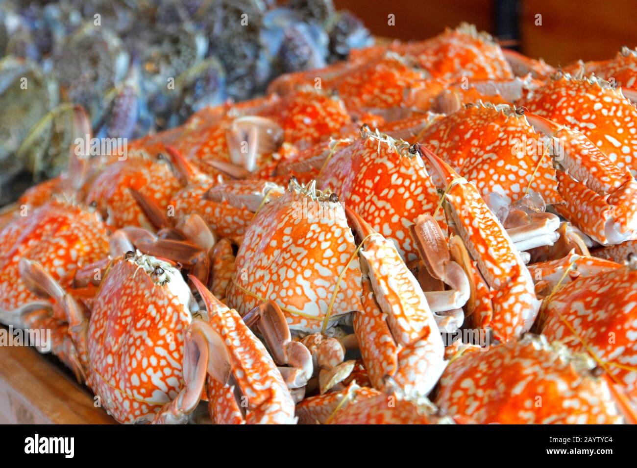Fresh cooked crab hi-res stock photography and images - Alamy