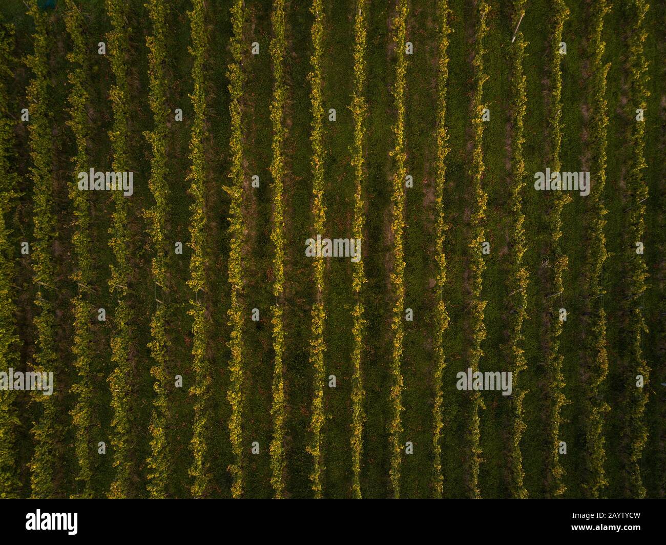 Aerial view over vineyard fields in Europe Stock Photo - Alamy