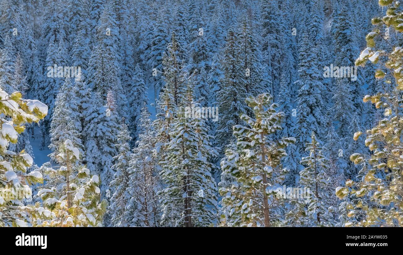 pines trees under a lot of snow, sunny day after the snow storm Stock ...