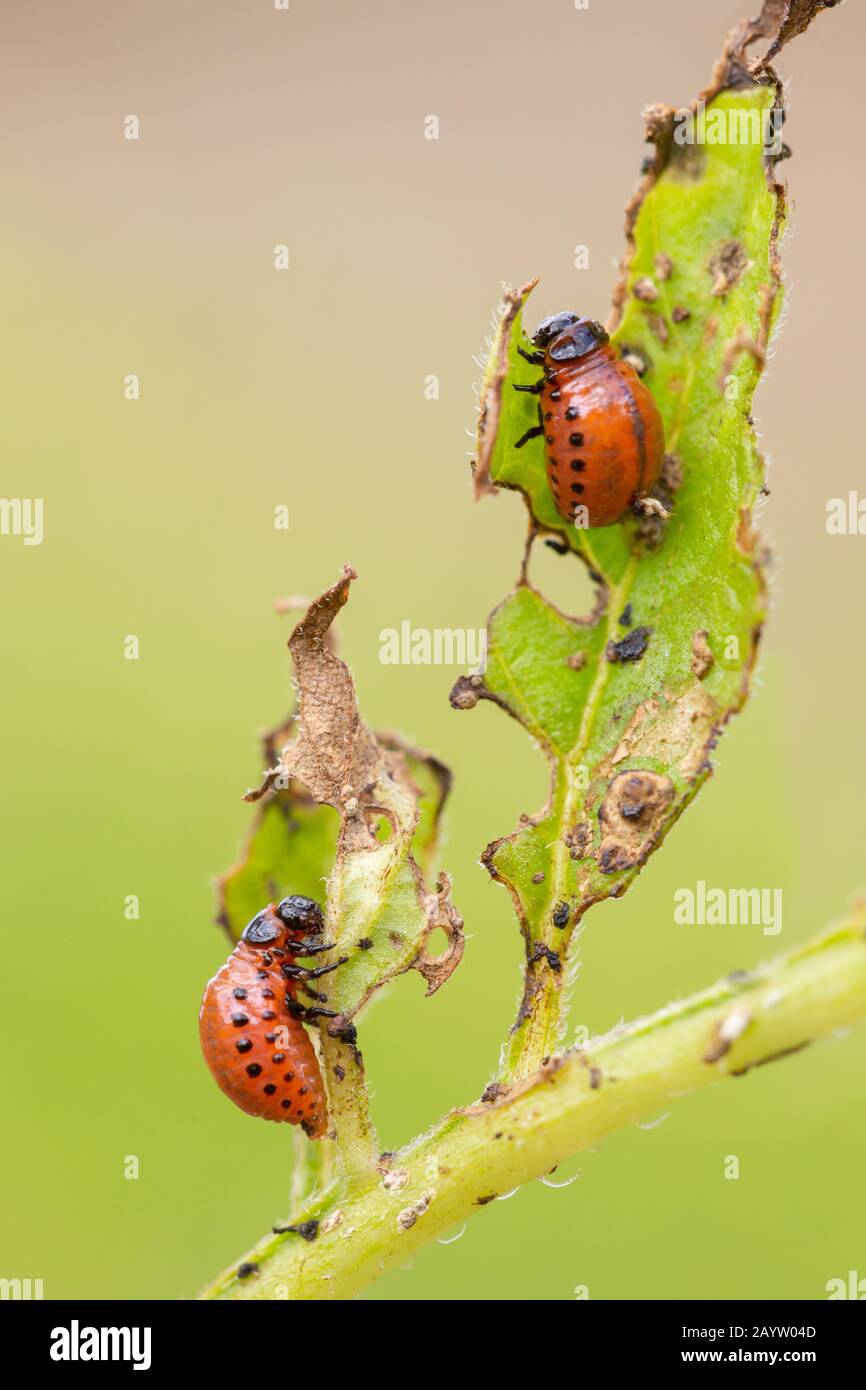 Potato Bug High Resolution Stock Photography and Images - Alamy