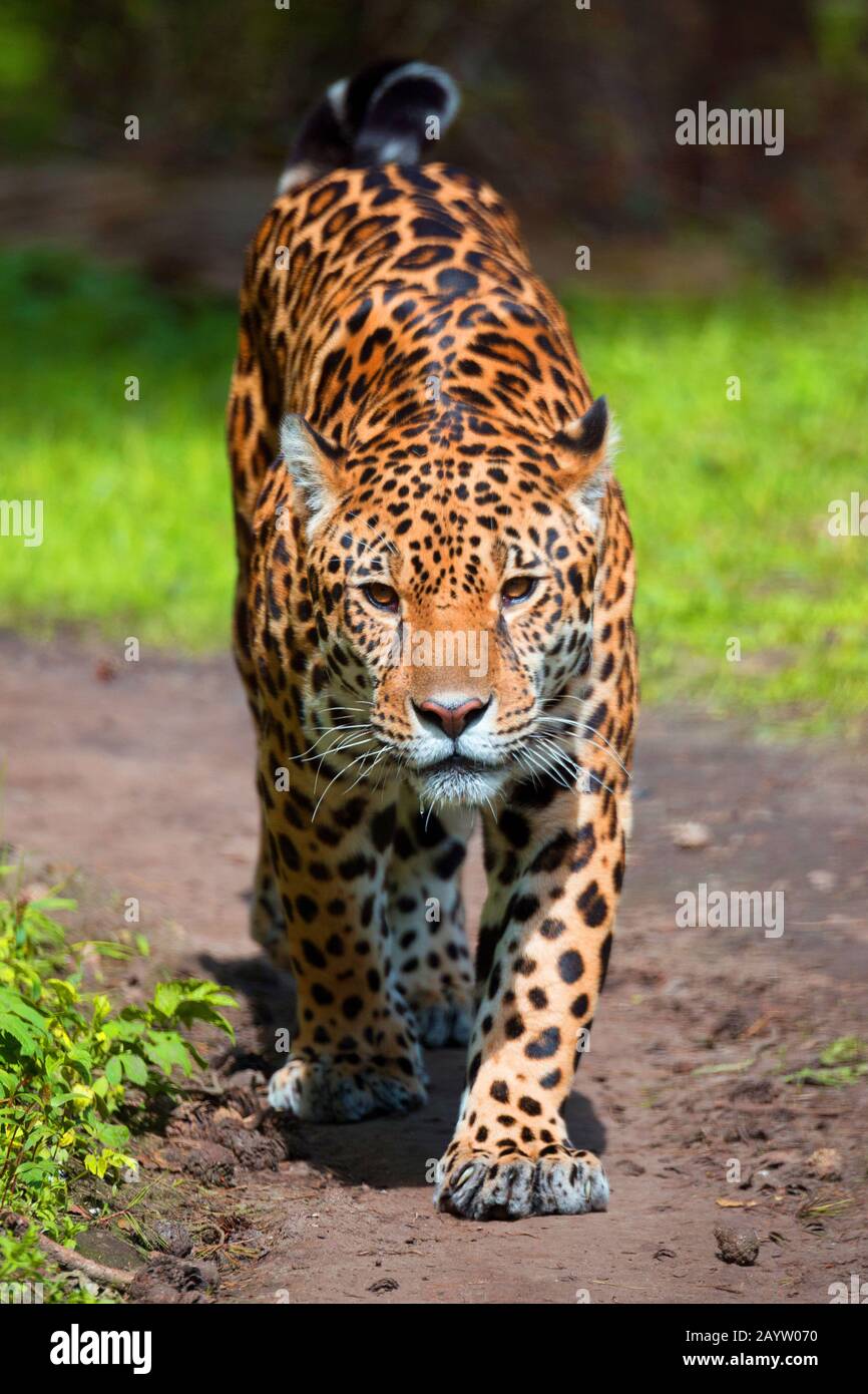 walking, front view Stock Photo - Alamy