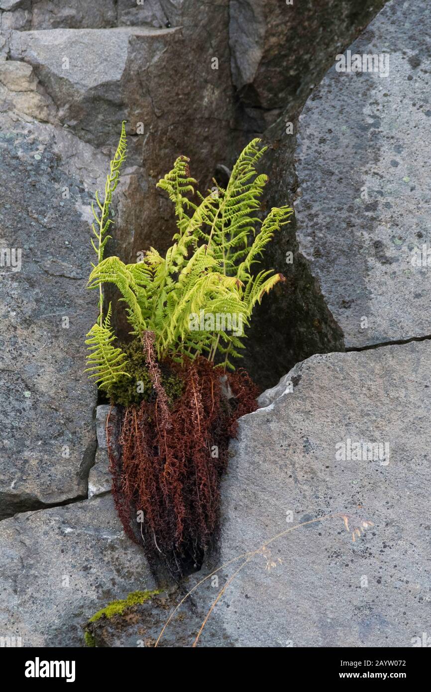 Fern in steep rockwall, Norway, Nordland, Efjorden Stock Photo - Alamy