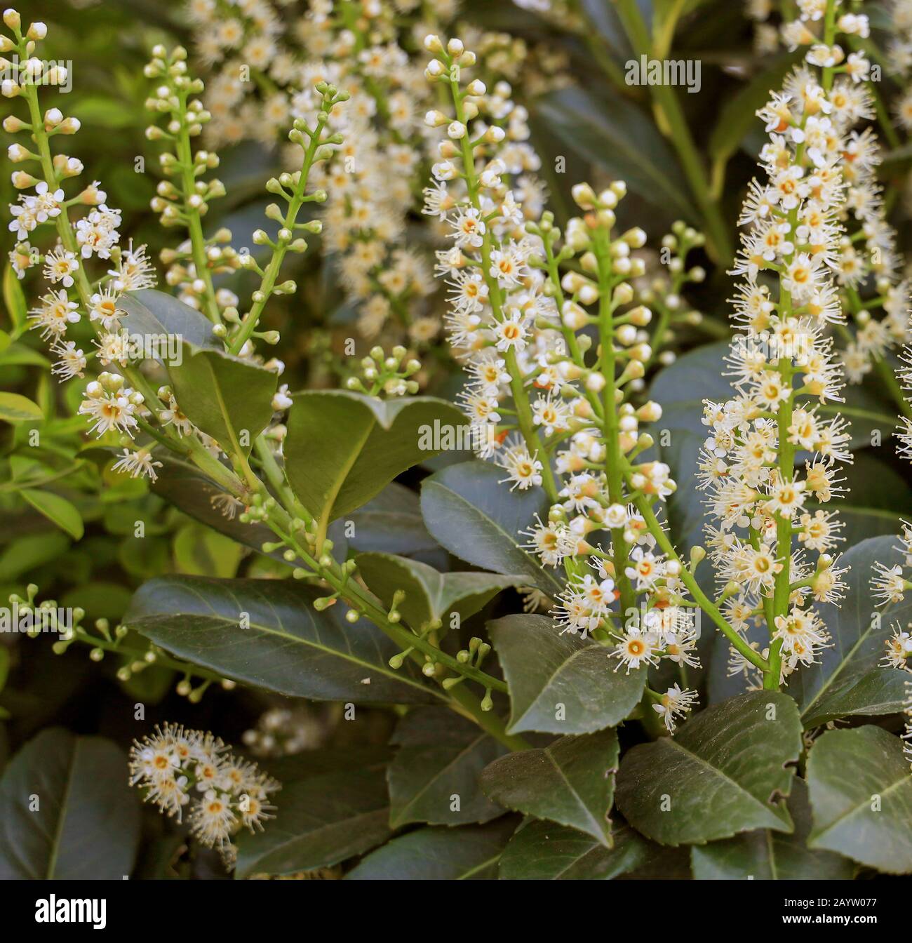 cherry-laurel (Prunus laurocerasus), flowering Cherry Laurel, German ...