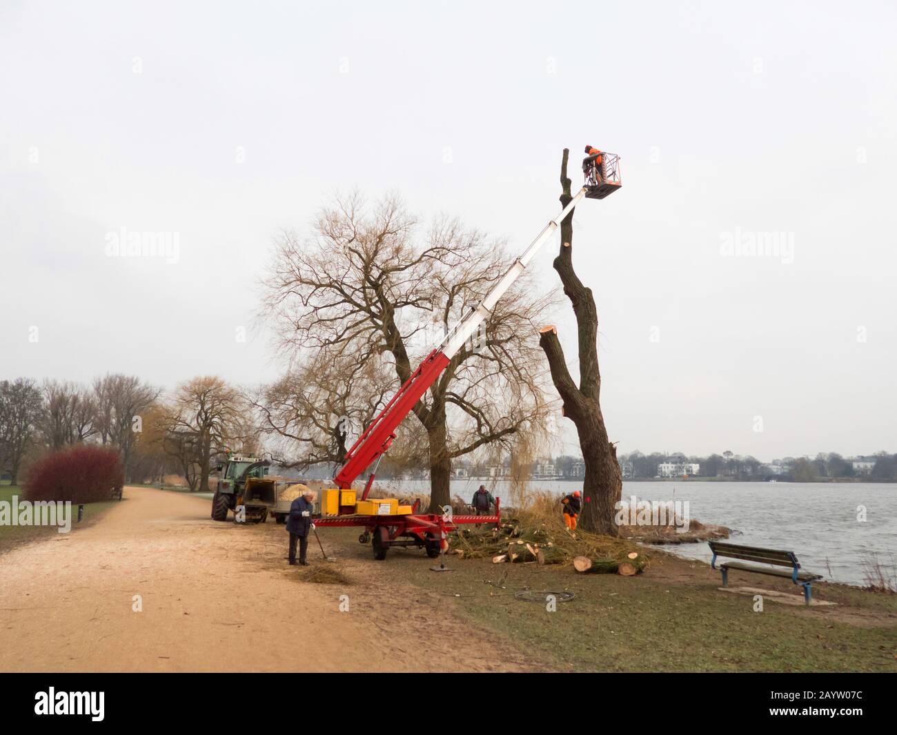 tree lumbering at lake Alster, Germany, Hamburg Stock Photo - Alamy