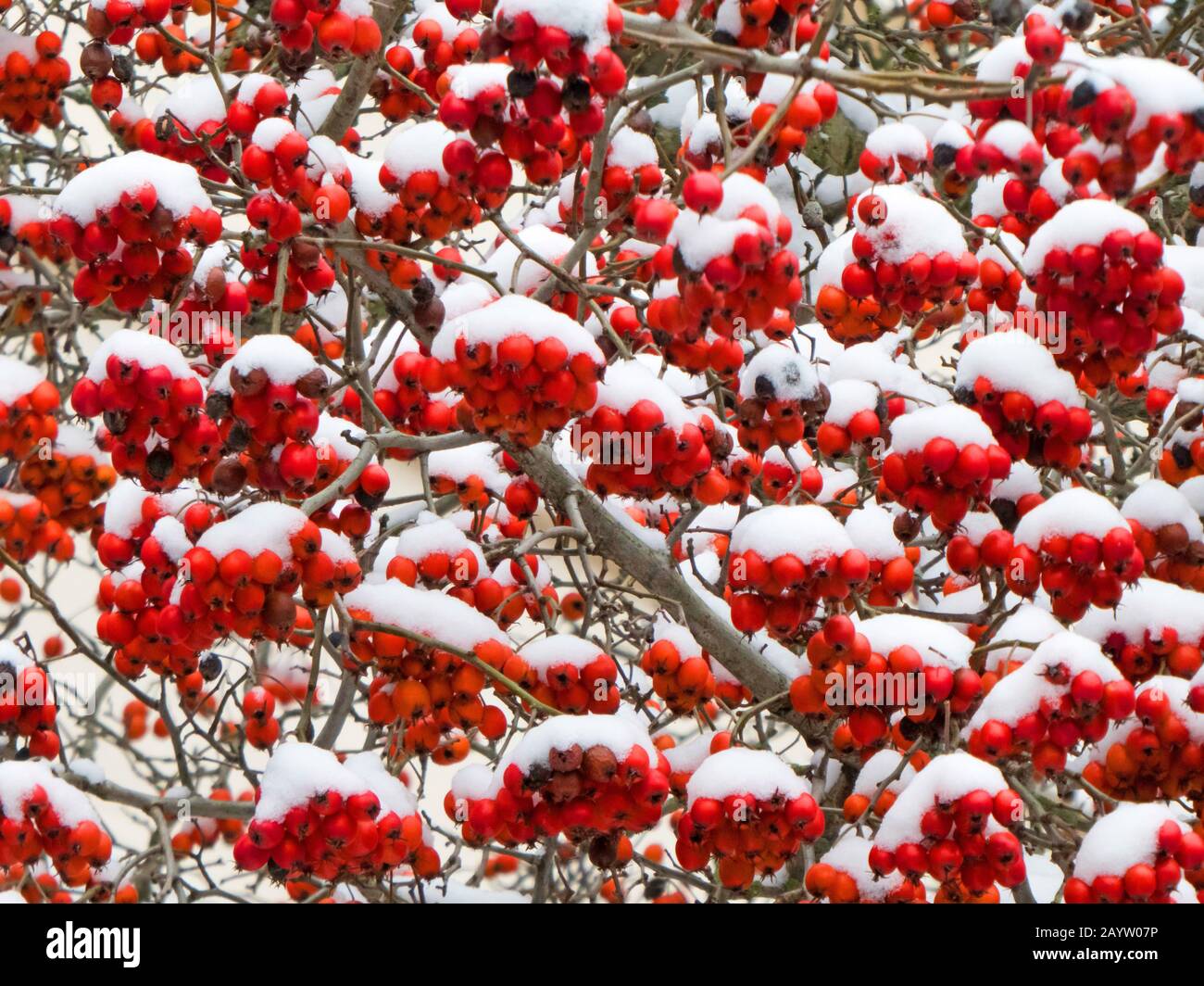 Swedish whitebeam (Sorbus intermedia), Whitebeam in winter, Germany ...
