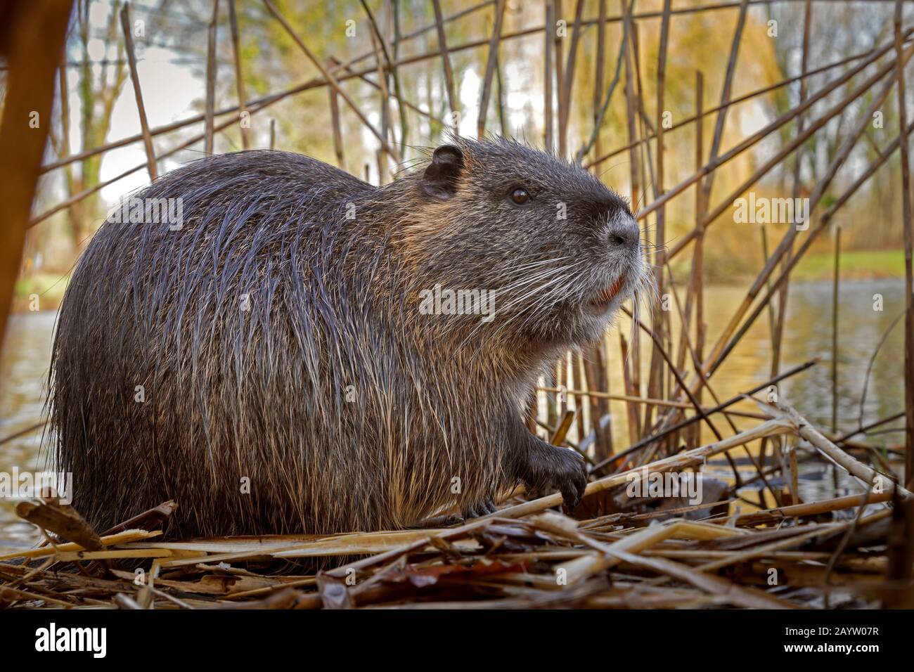 coypu, nutria (Myocastor coypus), sitting at the waterside, side view ...