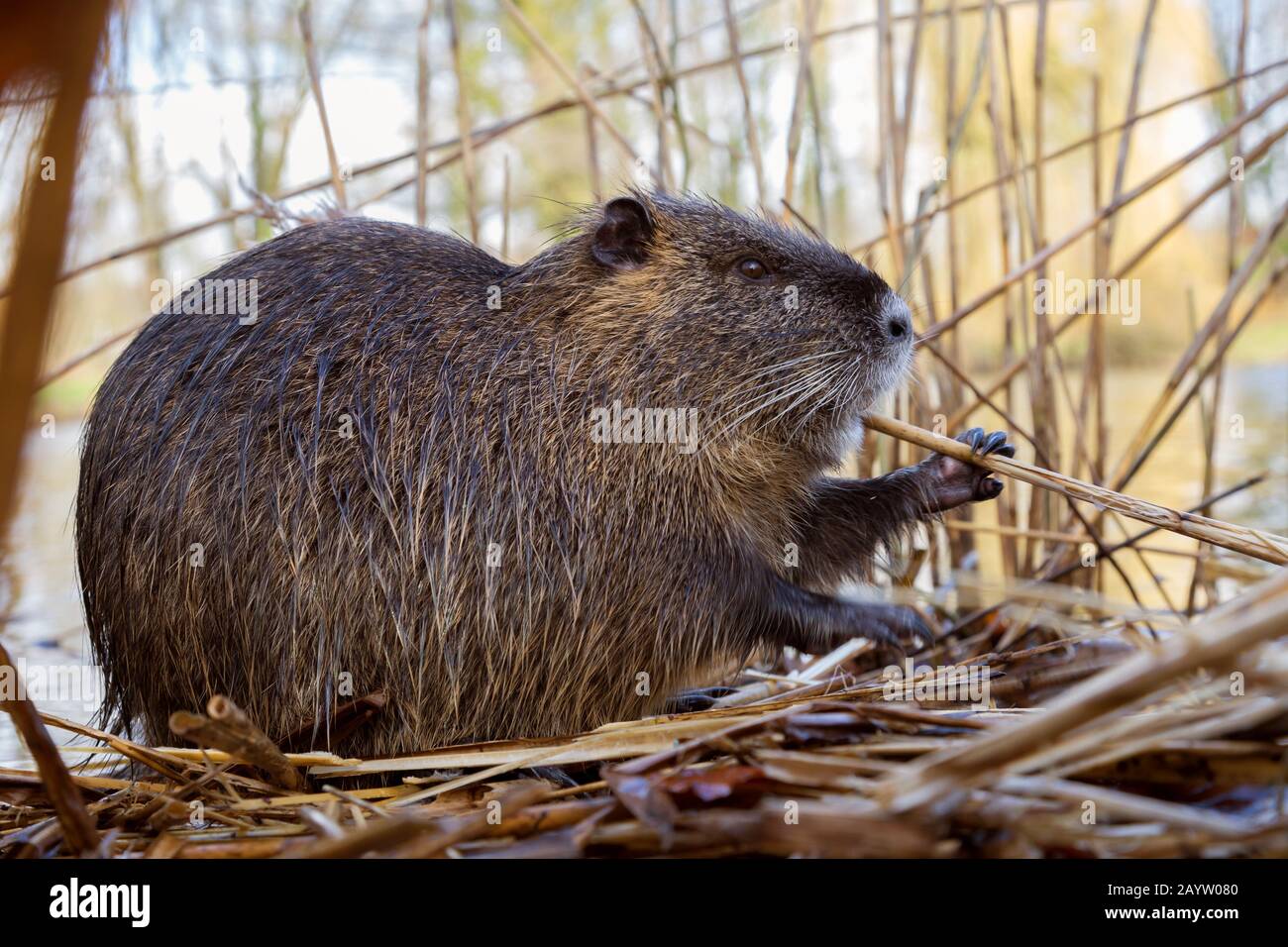 coypu, nutria (Myocastor coypus), sitting at the waterside, side view ...