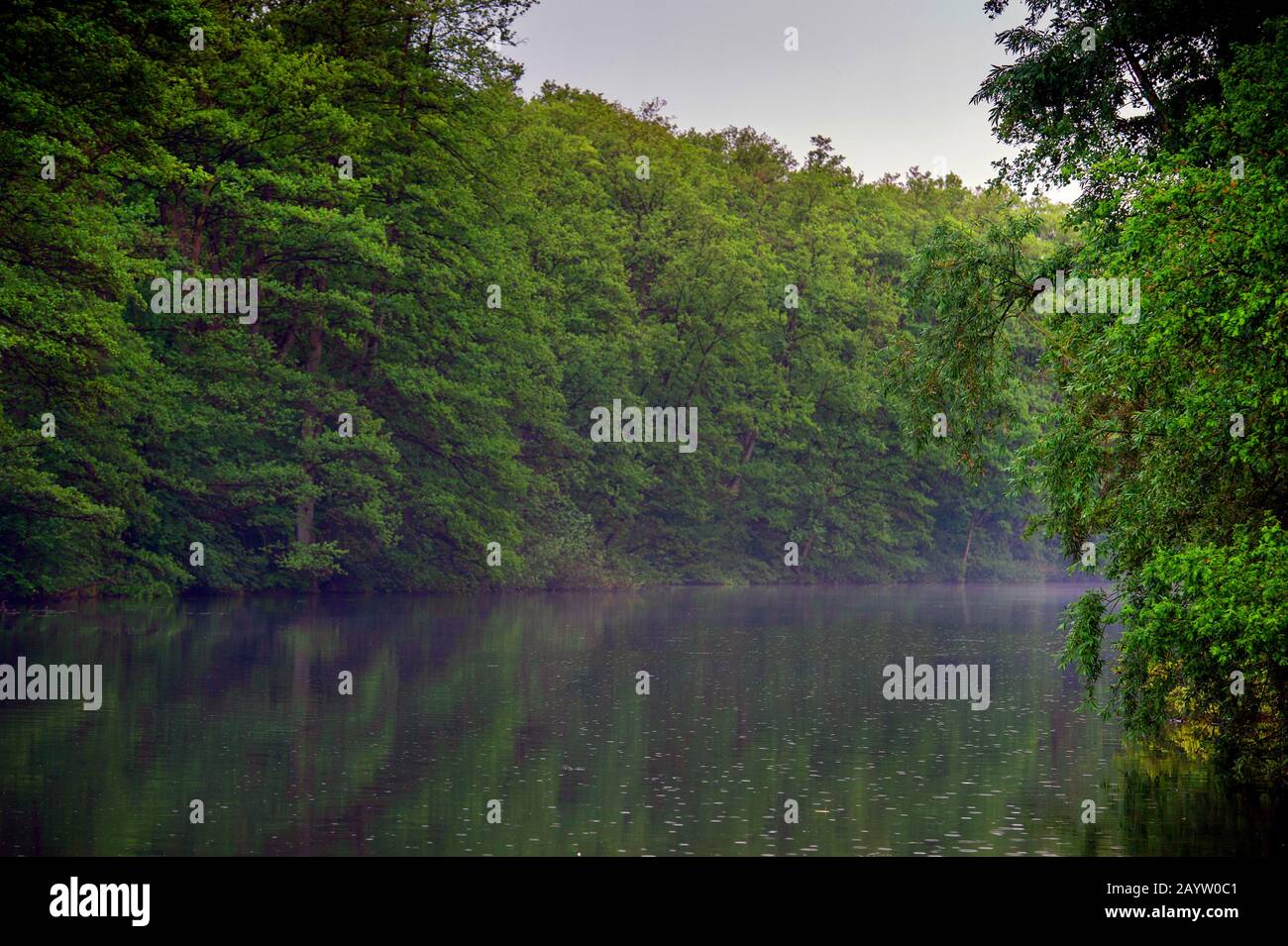 Black alder swamp forest hi-res stock photography and images - Alamy
