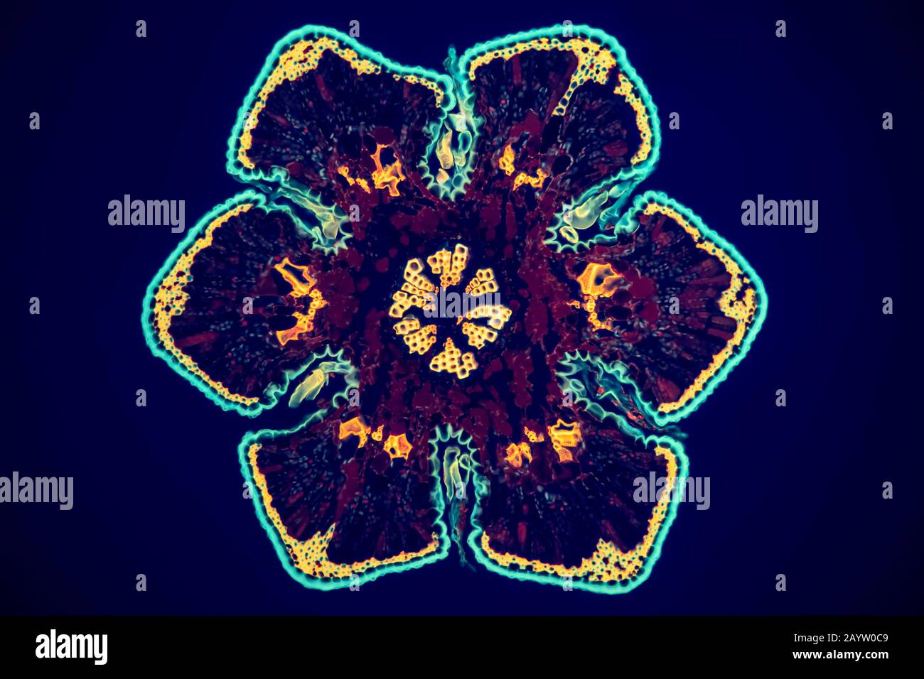 Cross section leaf microscope hi-res stock photography and images - Alamy