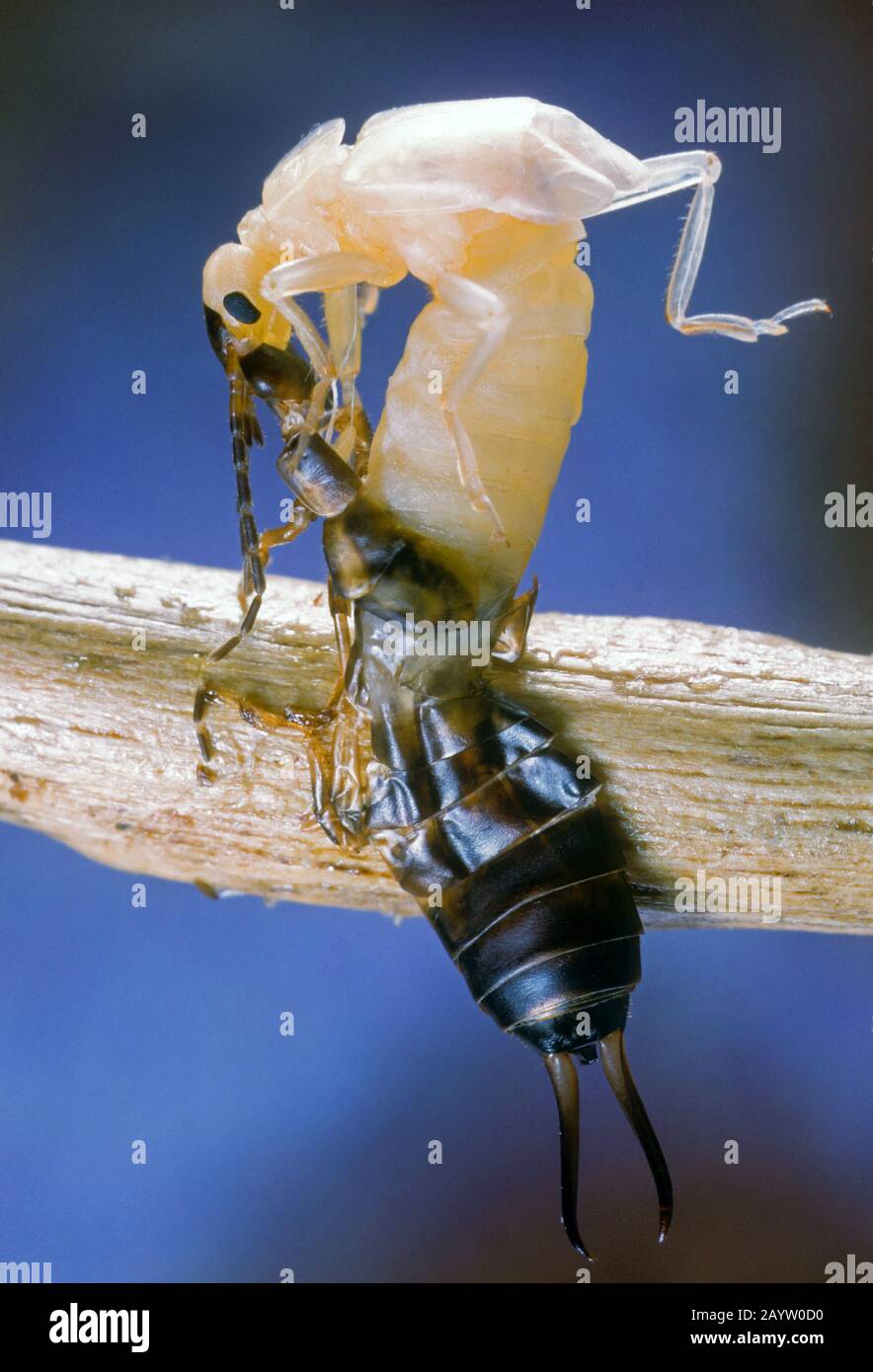 Common Earwig European Earwig Forficula High Resolution Stock ...