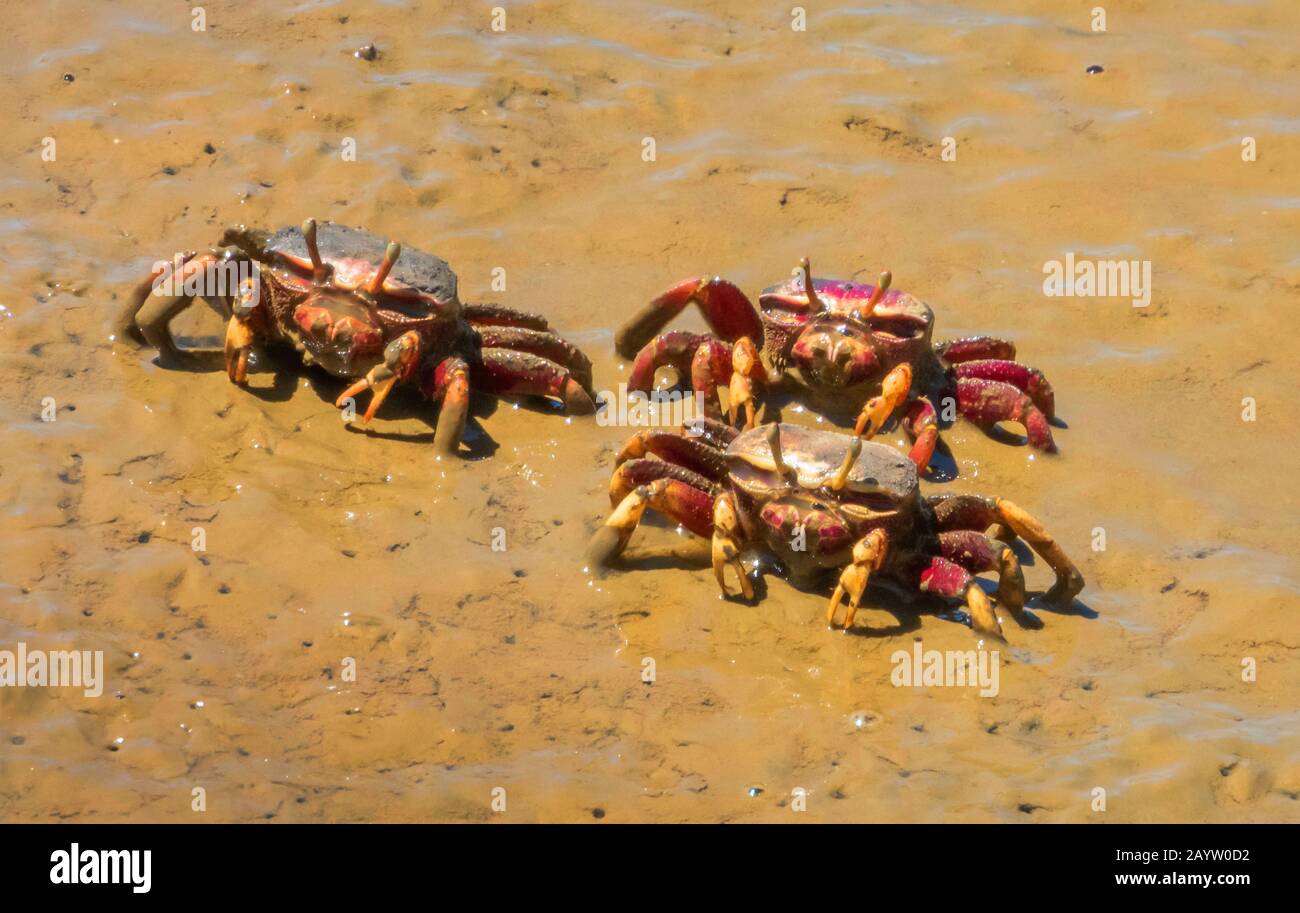 West African Fiddler Crab, European Fiddler Crab, Barrilete (Afruca ...