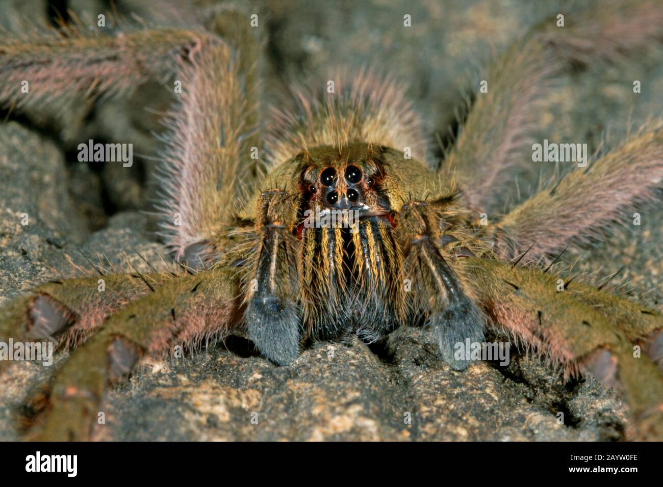 Tiger wandering spider hi-res stock photography and images - Alamy