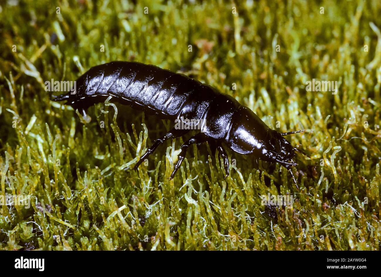ground beetle (Carabus spec.), larva of a ground beetle, Germany Stock ...