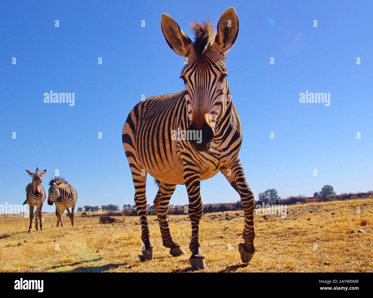 Hartmanns Mountain Zebra