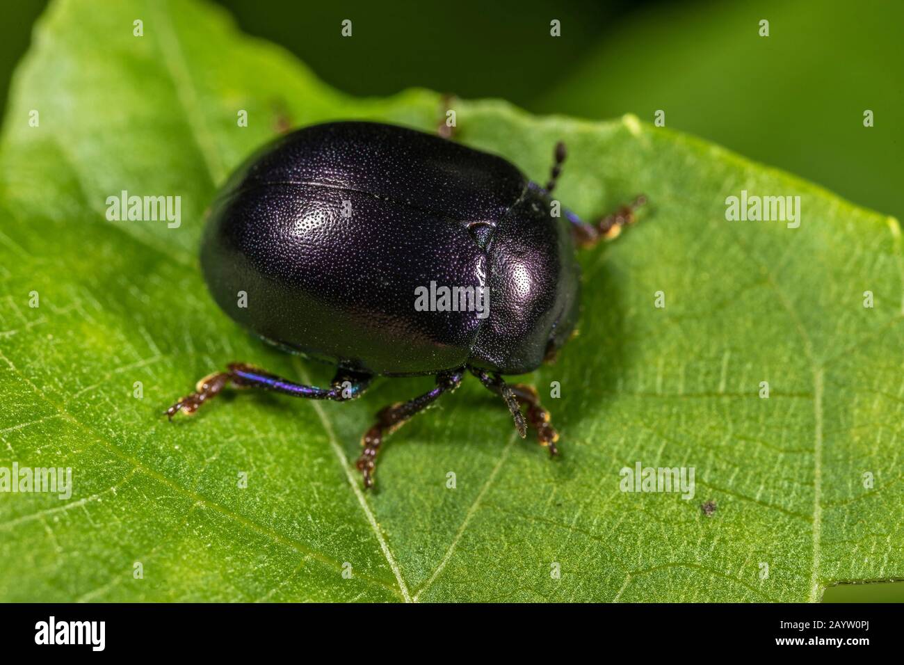 leaf beetle (Chrysolina varians), sitting on a leaf, view from above ...
