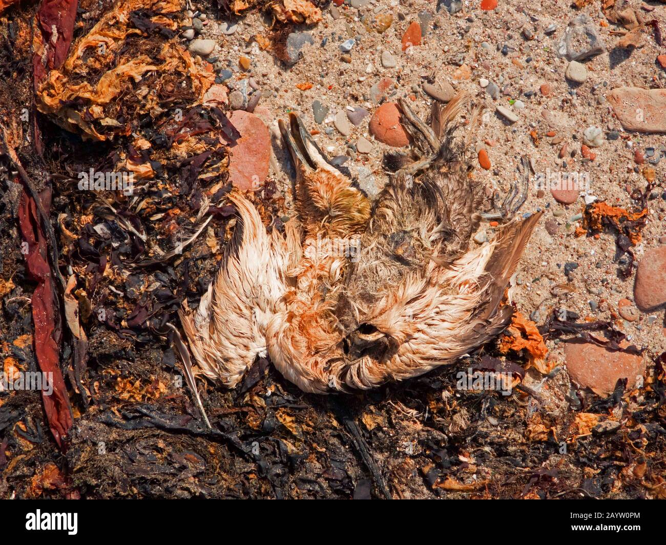 Duck carcass hi-res stock photography and images - Alamy