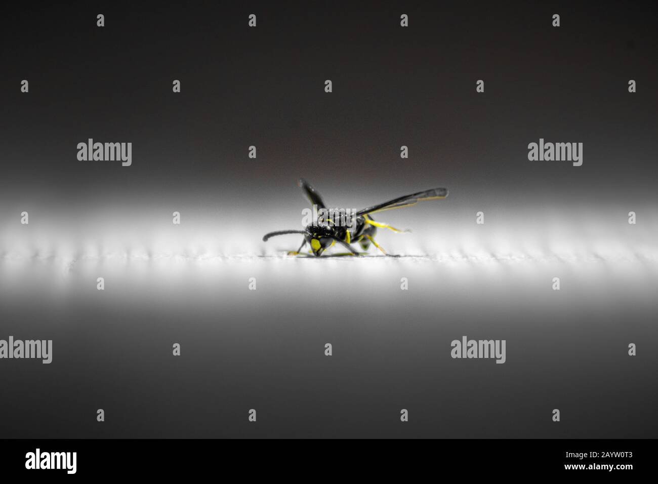 Bumble Bee resting on floor macro Stock Photo - Alamy