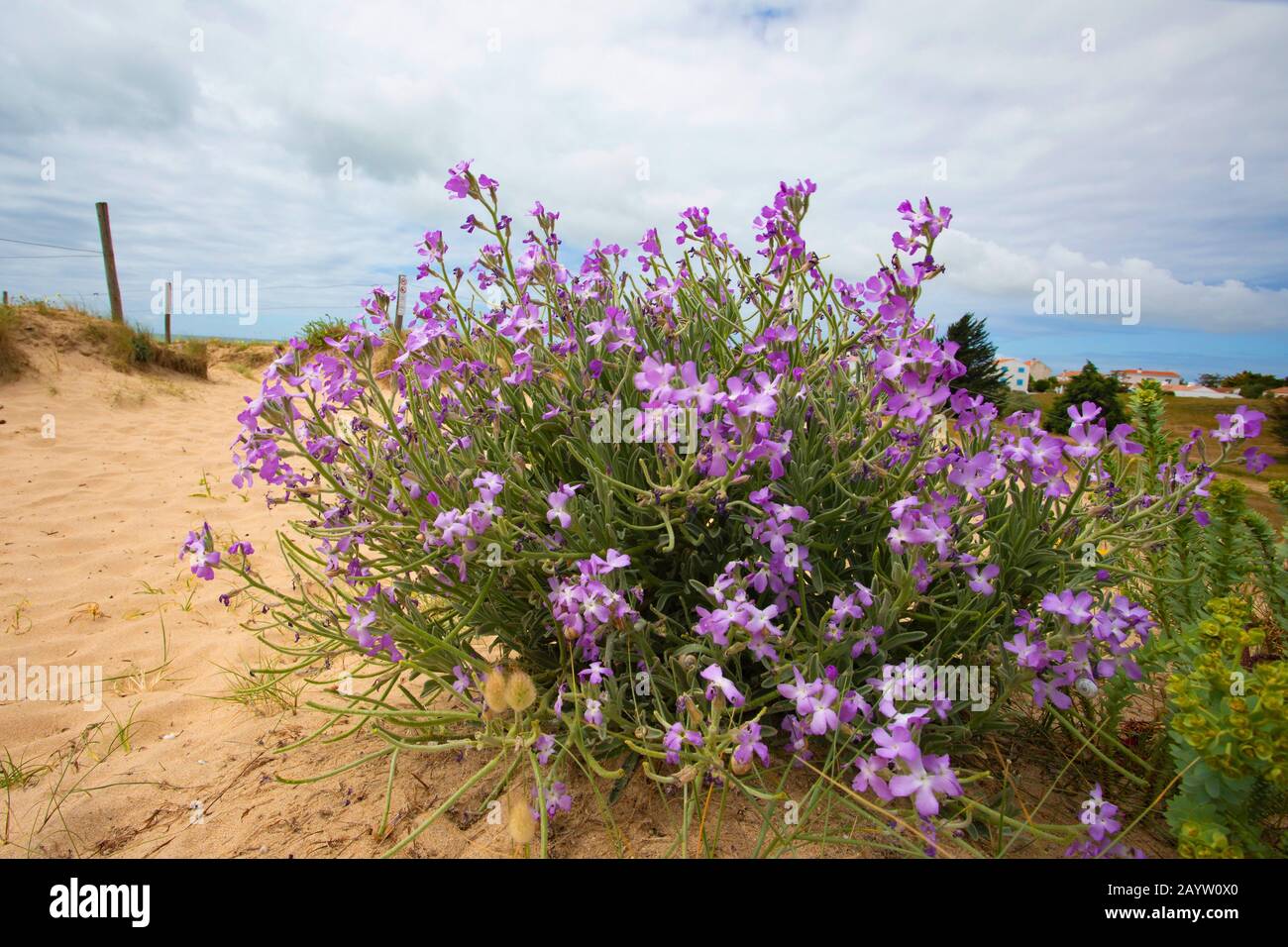 Great Sea Stock (Matthiola sinuata), blooming, France, Brittany Stock ...
