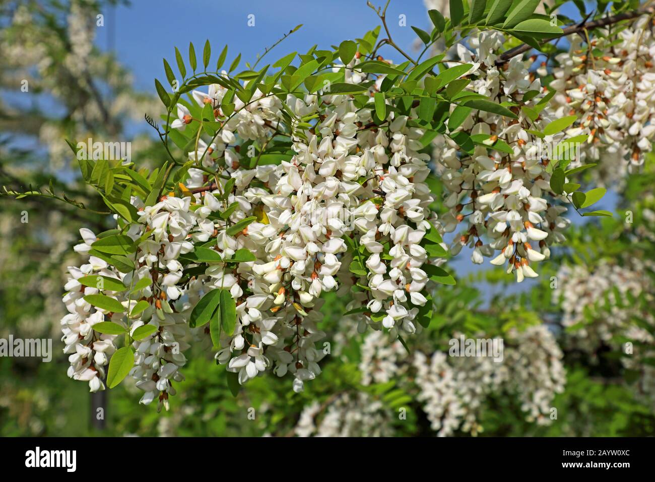 black locust, common locust, robinia (Robinia pseudo-acacia, Robinia ...