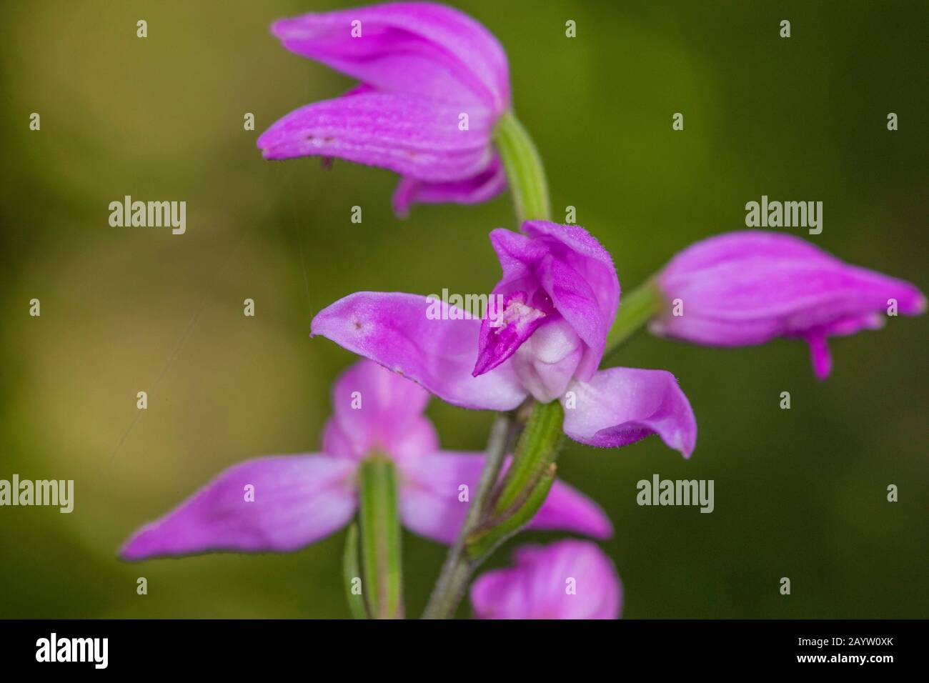 Red helleborine (Cephalanthera rubra), flowers, Germany, Bavaria Stock ...