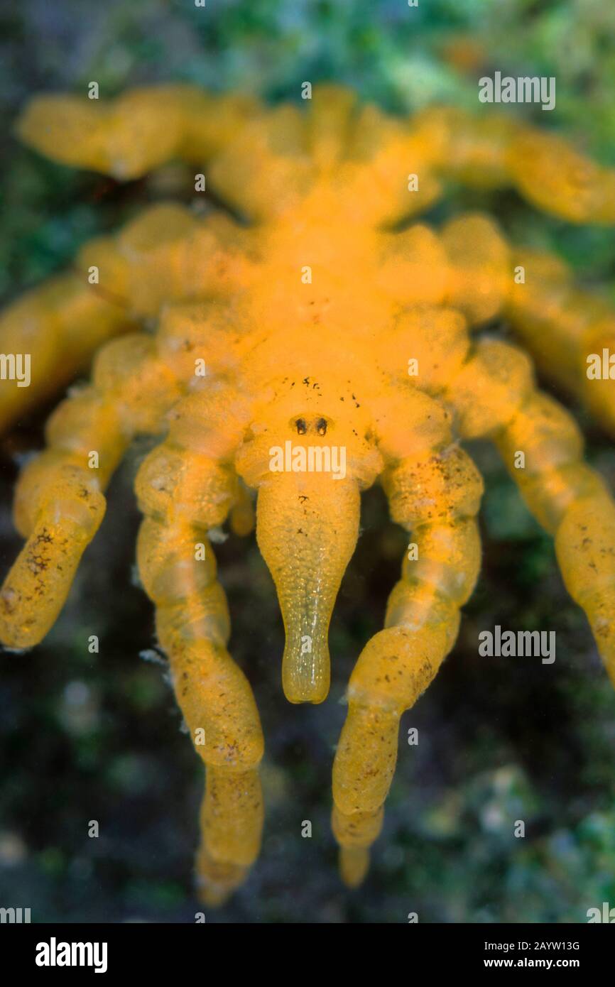 Pycnogonida hi-res stock photography and images - Alamy