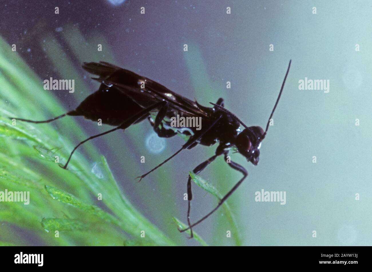 Koecherfliegen-Schlupfwespe (Agriotypus armatus, Agriotypus abnormis ...