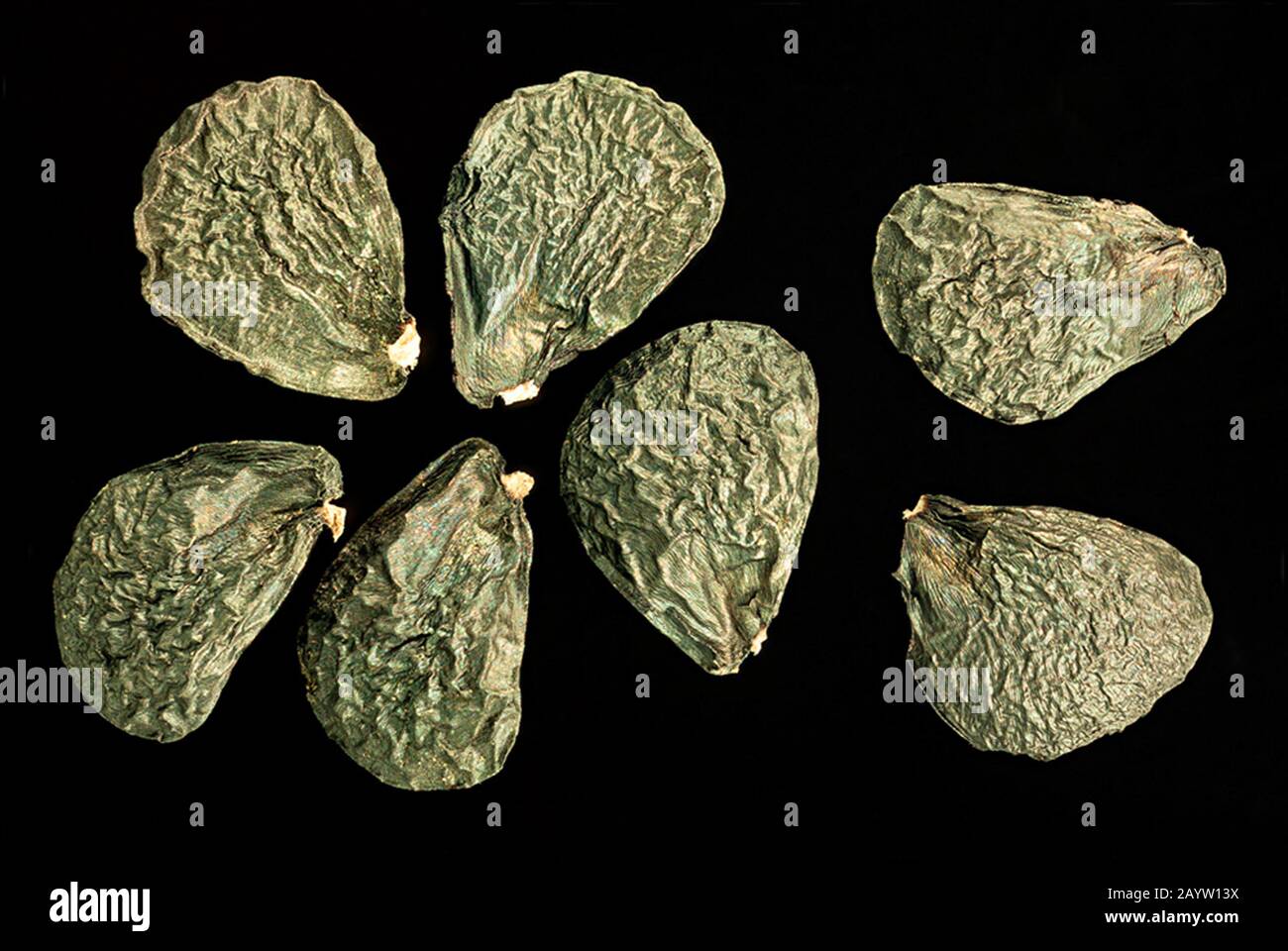 common garlic (Allium sativum), seeds, macro shot Stock Photo - Alamy