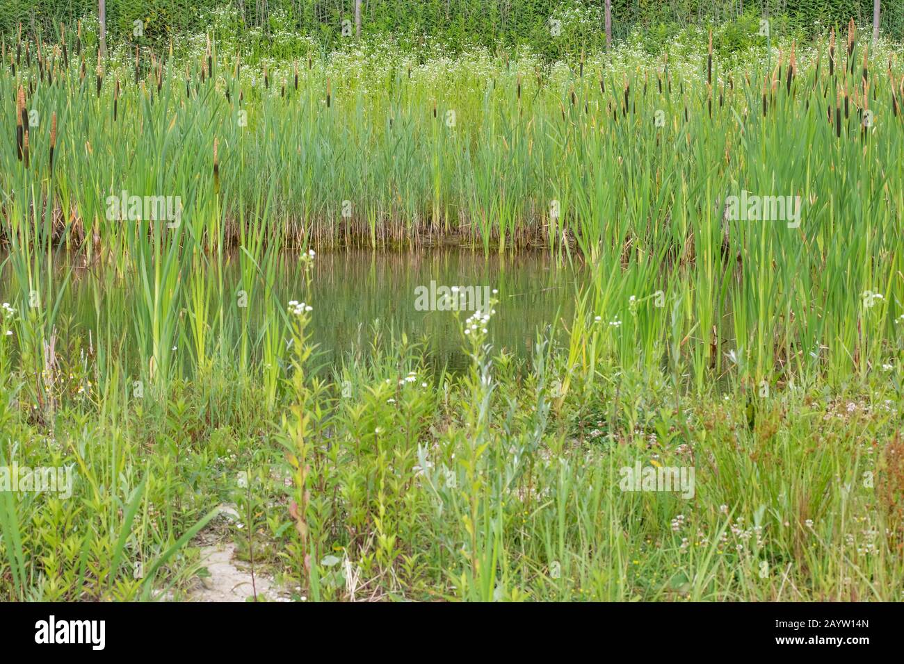 Bloom of a cattail hi-res stock photography and images - Alamy