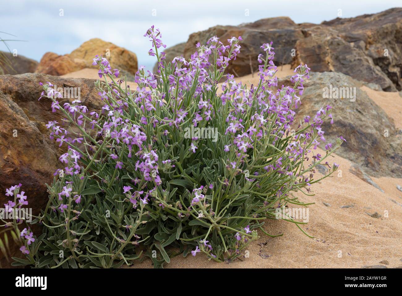 Great Sea Stock (Matthiola sinuata), blooming, France, Brittany Stock ...