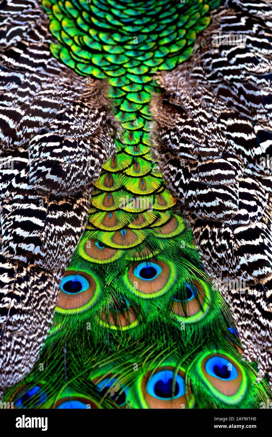 Common peafowl, Indian peafowl, blue peafowl (Pavo cristatus), tail and ...