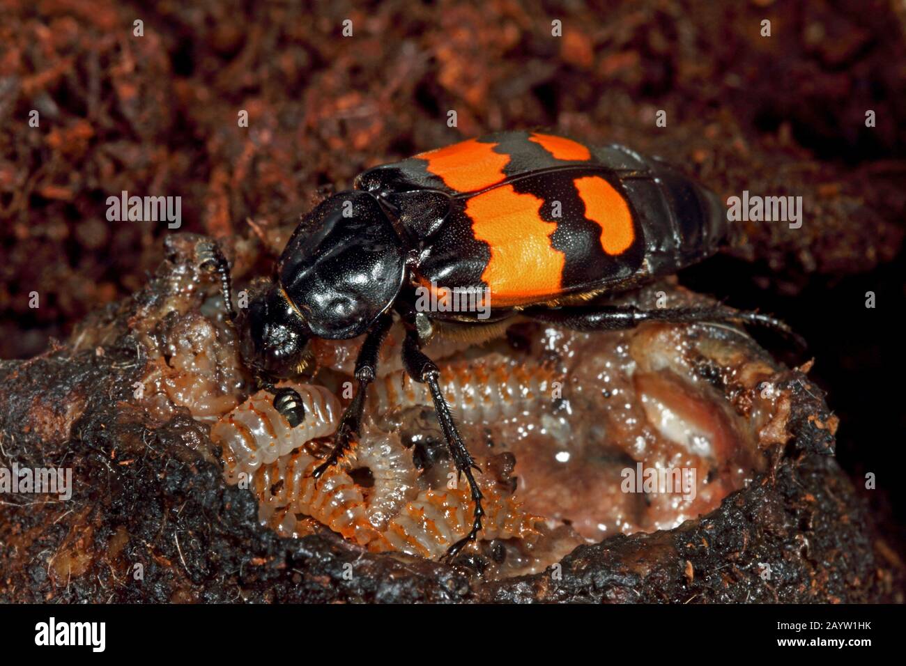 Burying Beetle (Necrophorus vespilloides, Nicrophorus vespilloides ...