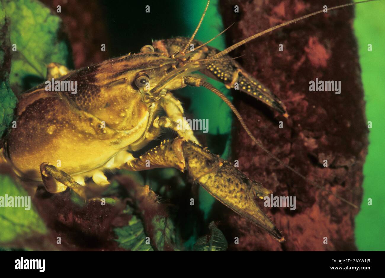 American river crayfish hi-res stock photography and images - Alamy