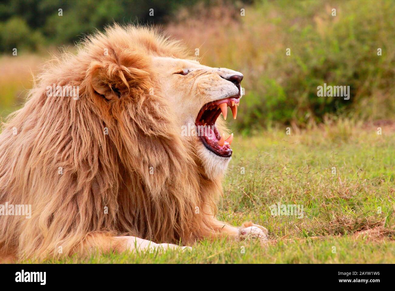 lion (Panthera leo), white lion yelling, South Africa Stock Photo - Alamy