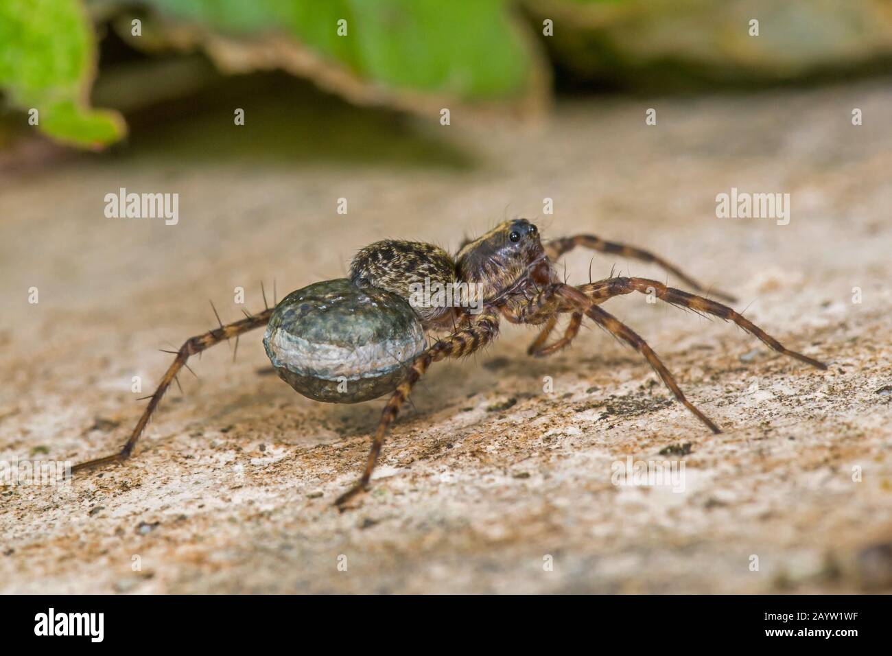 Burnt wolf-spider (Xerolycosa nemoralis), female carrys cocoon, Germany ...