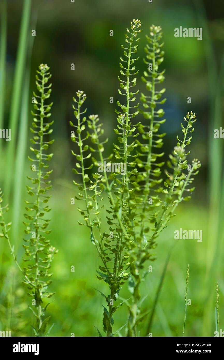 field pepperwort (Lepidium campestre), inflorescence with fruits ...
