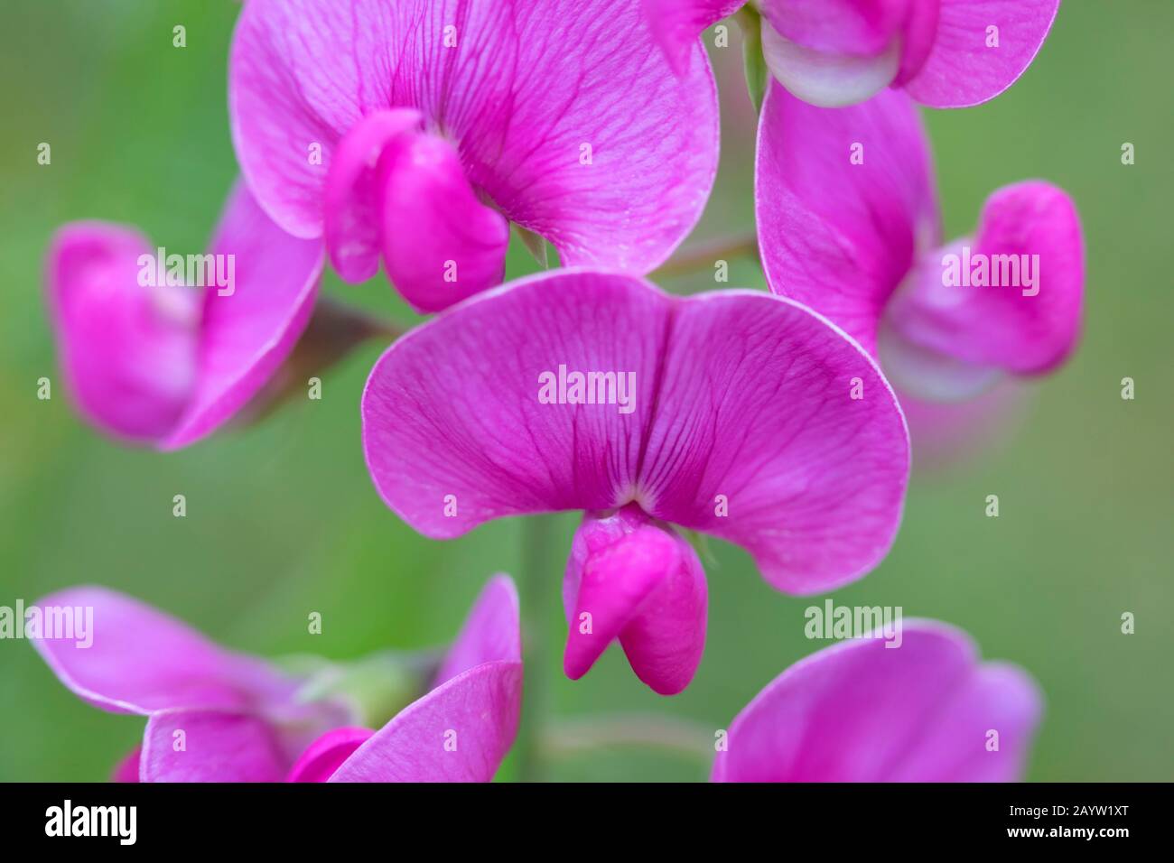 Perennial pea, Broad-leaf peavine, Everlasting Pea, Perennial Sweet Pea ...