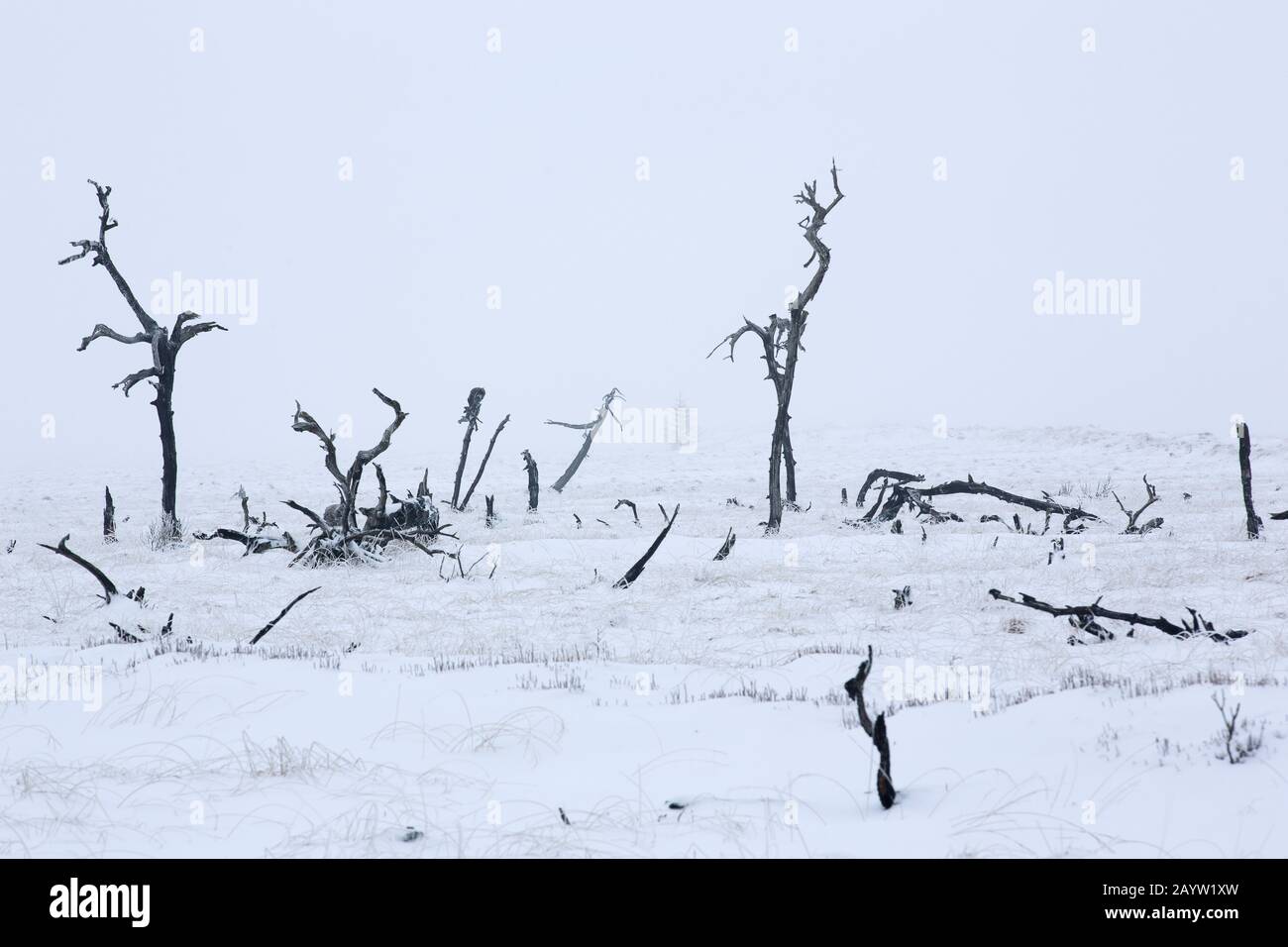 Dead trees snow hi-res stock photography and images - Alamy