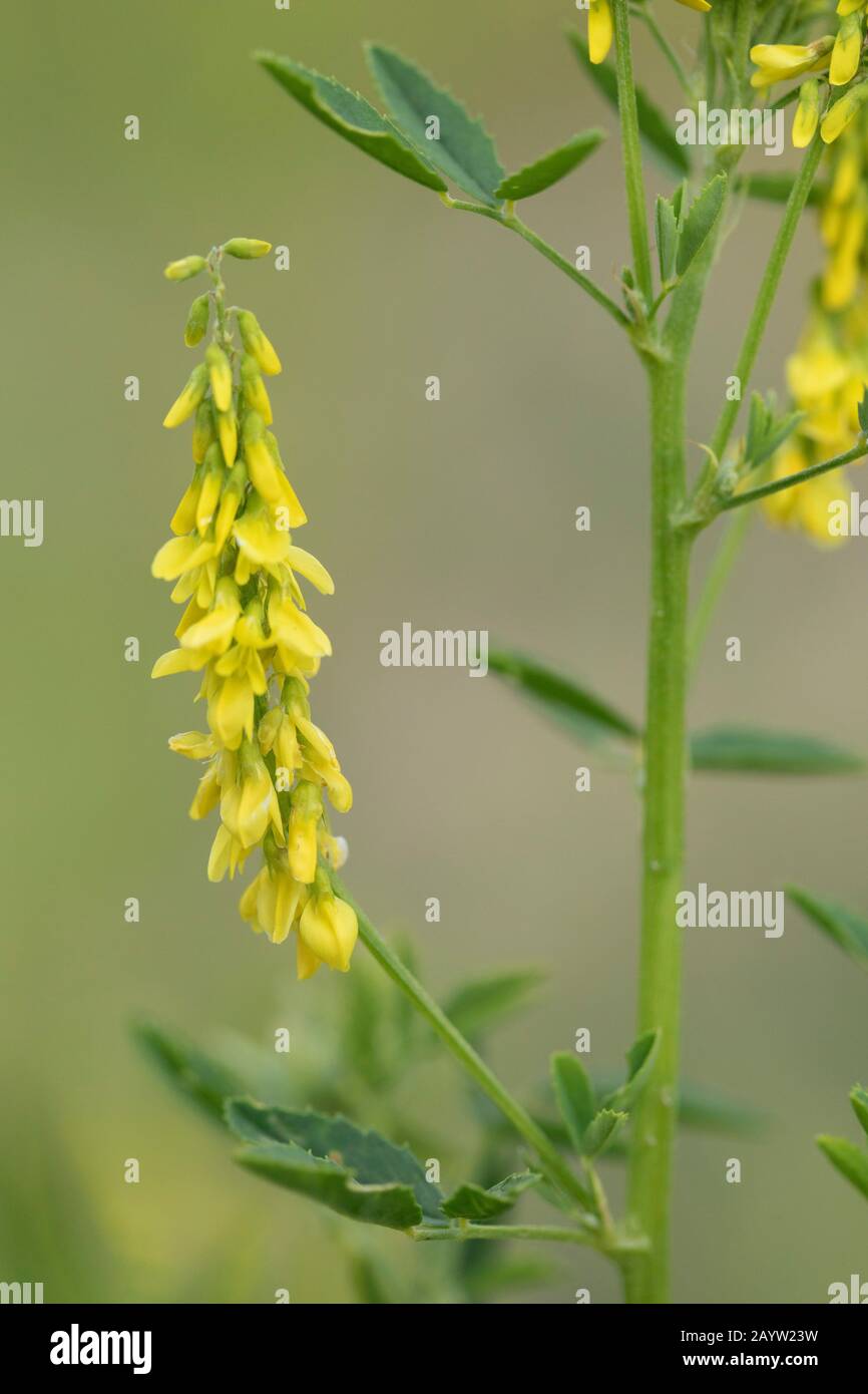 Common melilot, Ribbed melilot, Yellow melilot, Yellow sweetclover ...