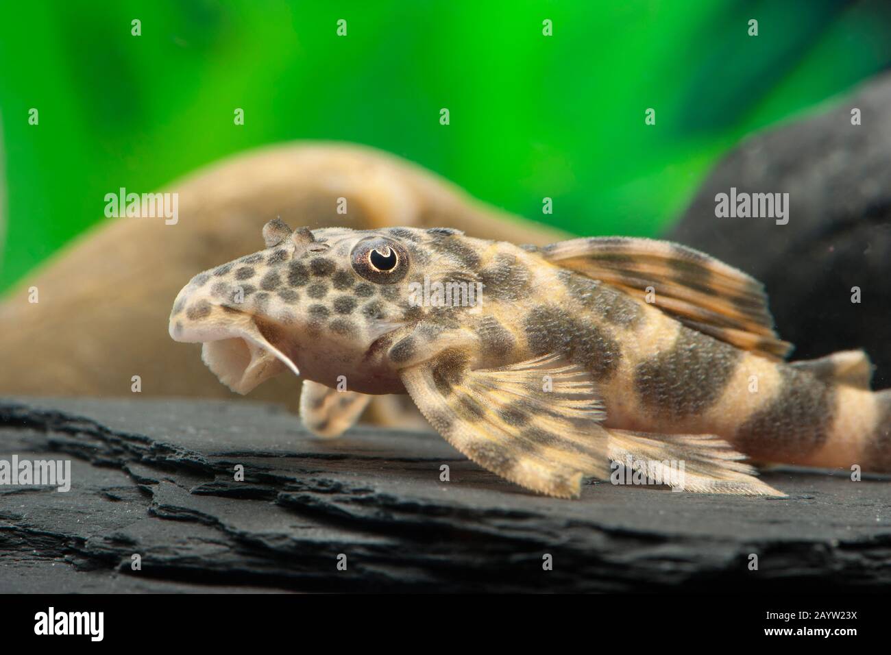 Armored catfish loricariidae hi-res stock photography and images - Alamy