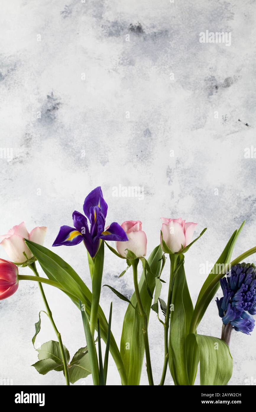 Beuatiful tulip, iris, roses and hyacinth on blue background copy space ...