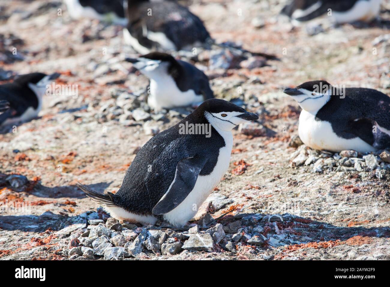 Chinstrap penguins (Pygoscelis antarcticus) breeding on Baily Head ...