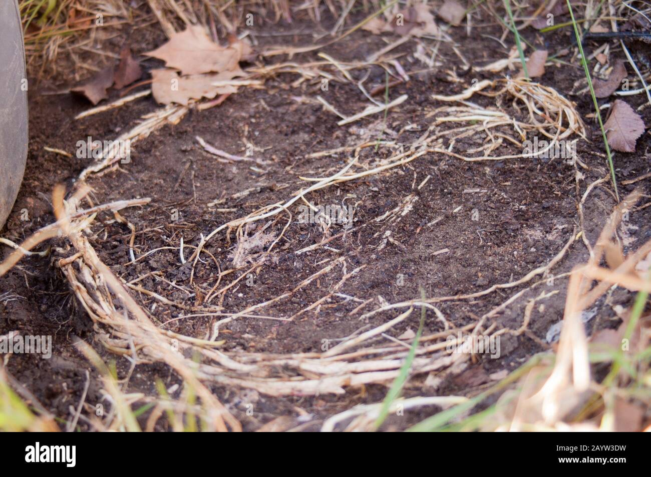 Tree roots in the ground that have taken root in the surrounding soil ...