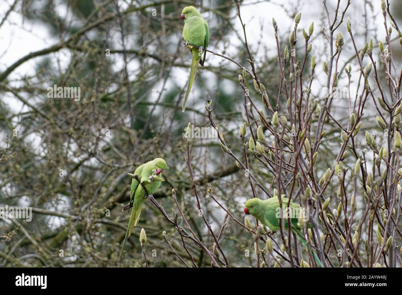 Cologne, Germany. 17th Feb, 2020. Wild collared parakeets (Psittacula ...