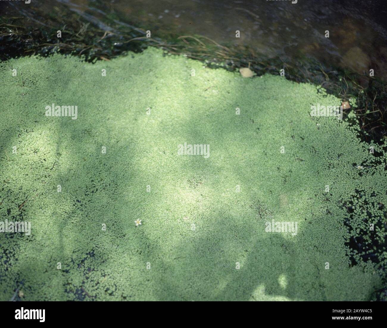 Algas de agua hi-res stock photography and images - Alamy