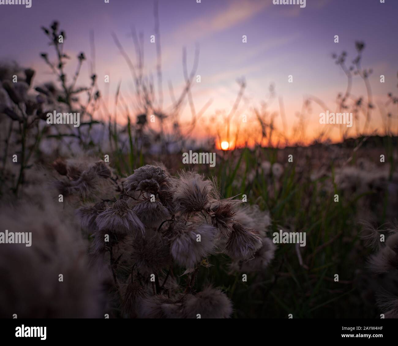 Sunset over fields country hi-res stock photography and images - Alamy