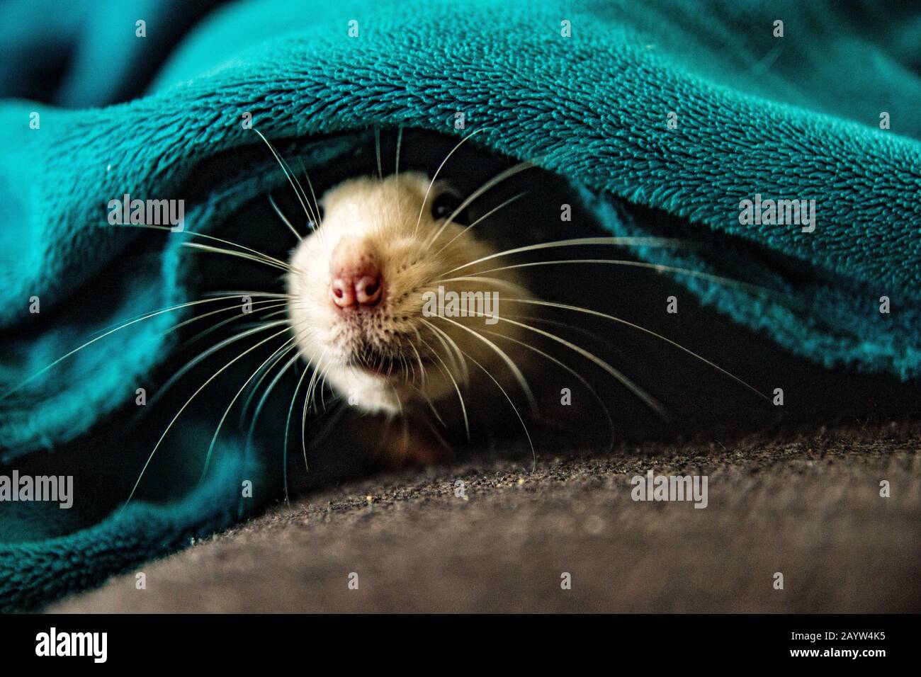 Funny rats hi-res stock photography and images - Alamy